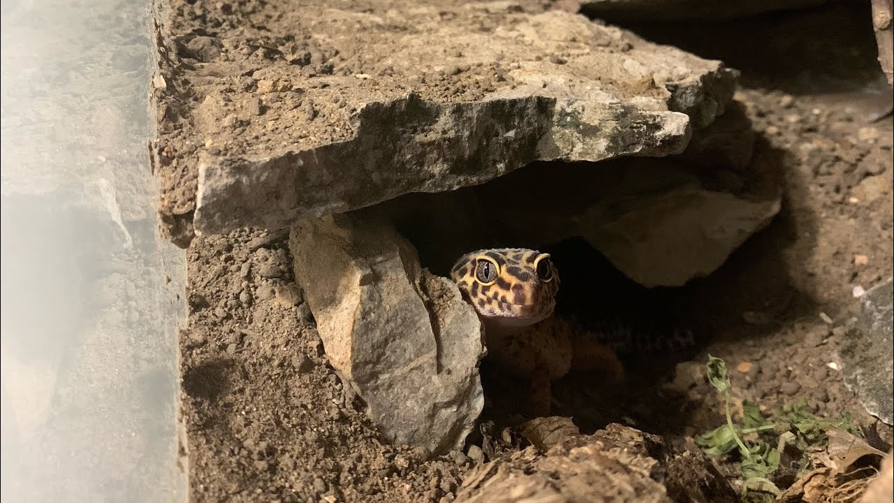 Night time bug watch in my leopard geckos enclosure - YouTube