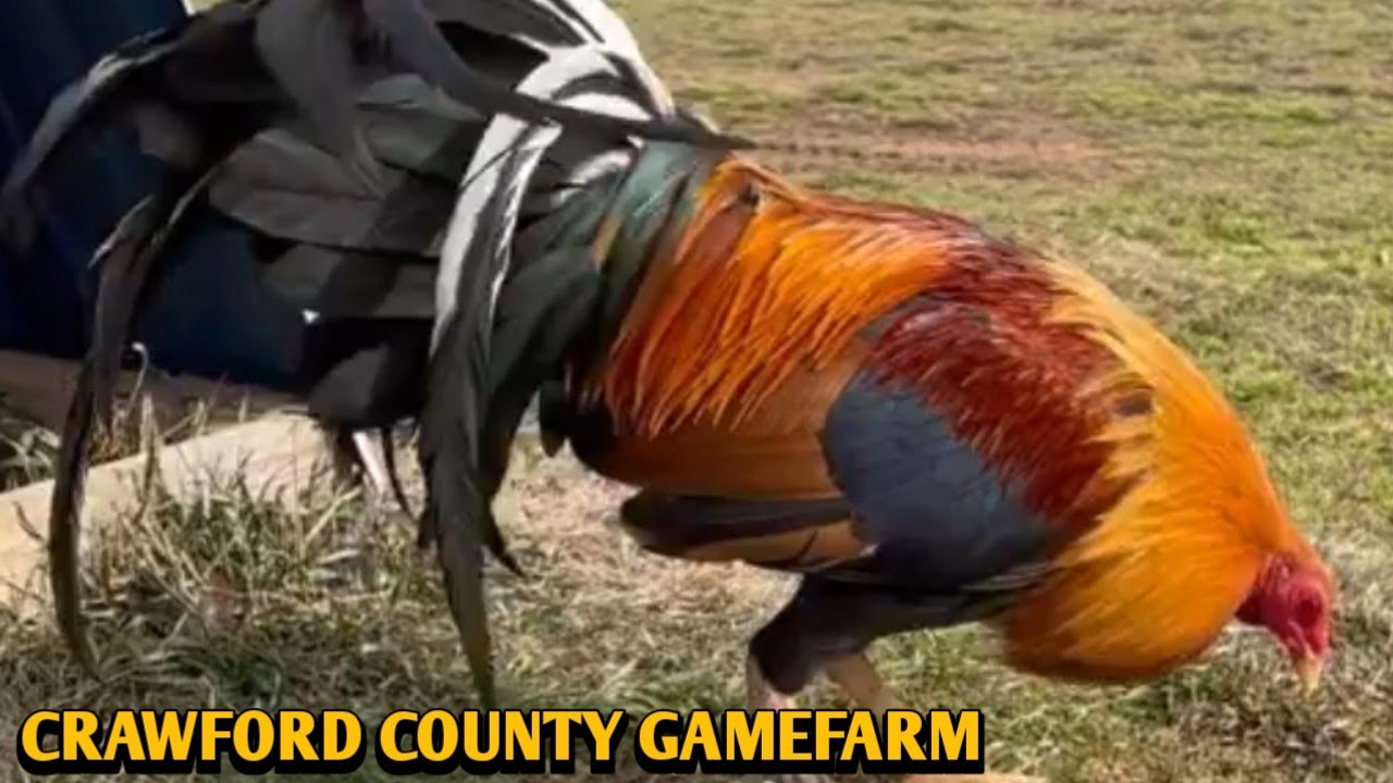 Sweater Kelso - CRAWFORD COUNTY FARM - YouTube