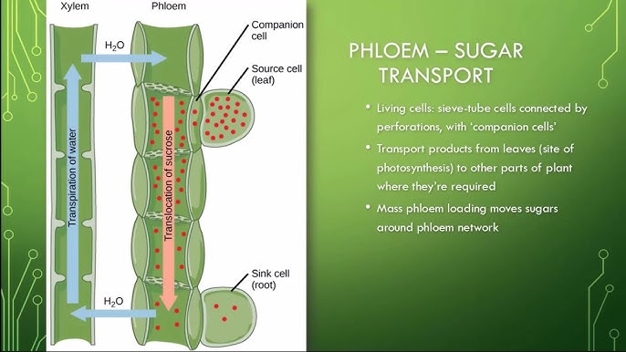 Xylem And Phloem Youtube