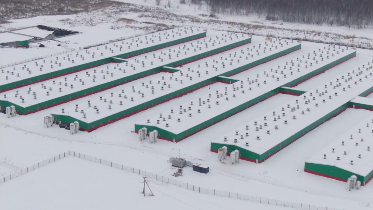 Компания «Сибагро» запустила под Новосибирском новую очередь ...