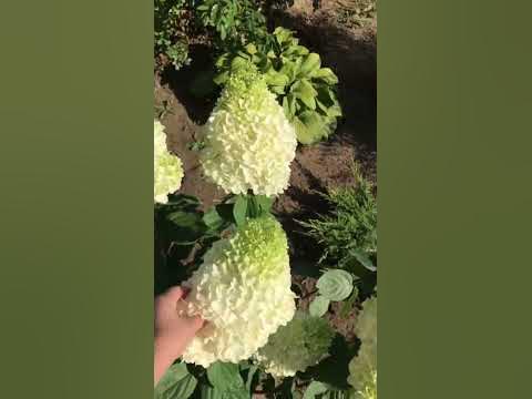 Гортензия Мэджикал Мунлайт,видео от 16.08.22.#гортензия# ...