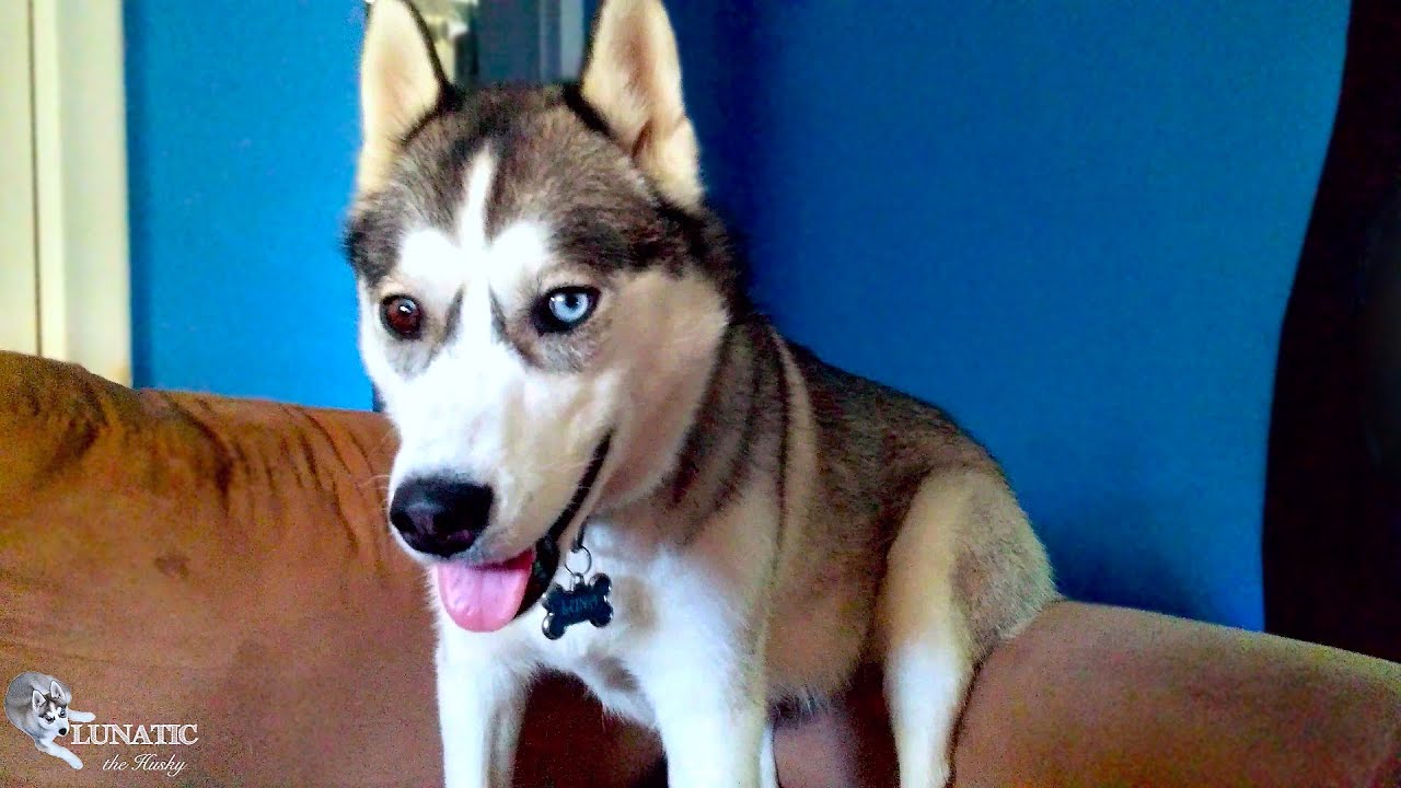 Dog sitting like a human: Lunatic the Husky acting silly - YouTube