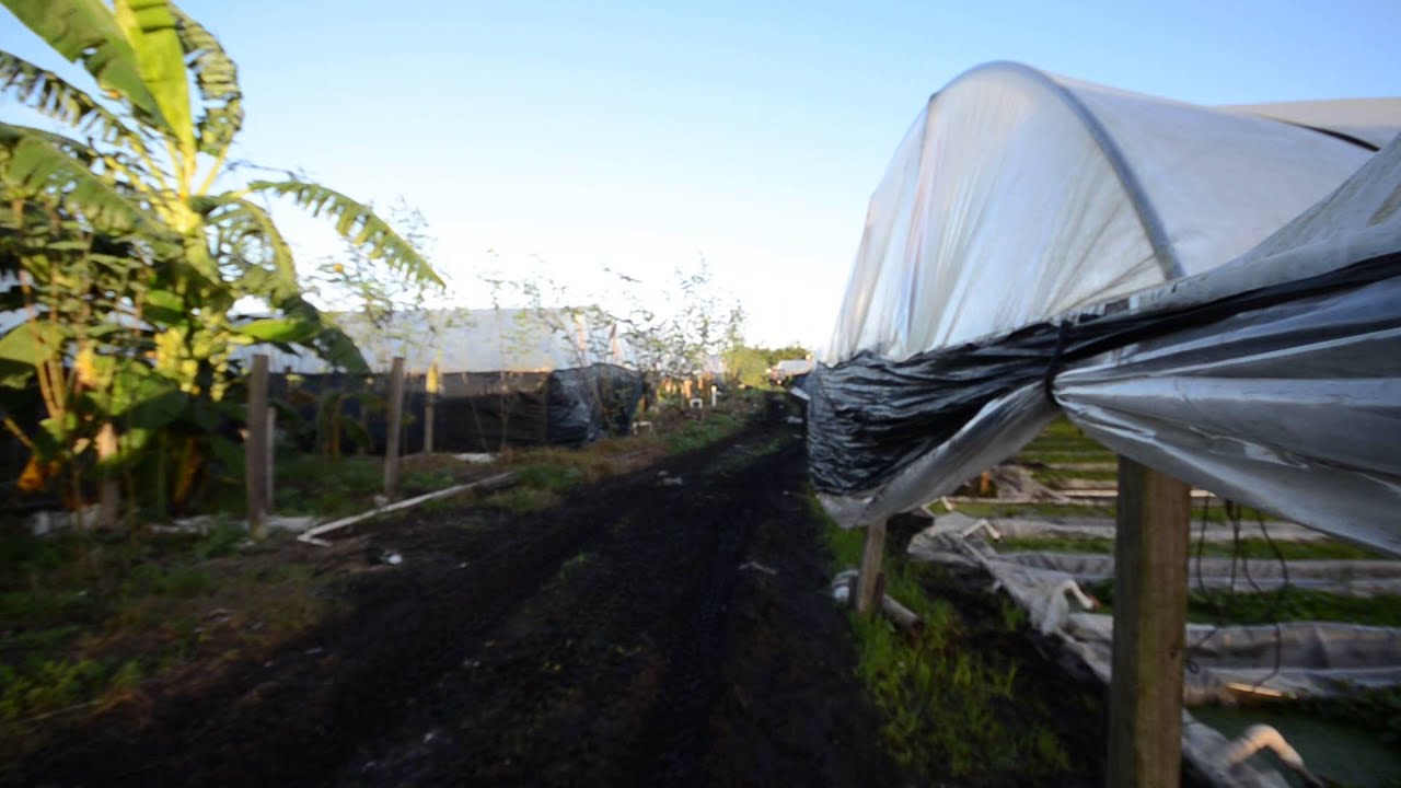 KHMER FARM IN FLORIDA # 9 - YouTube