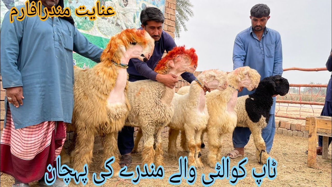 February 17, 2025 | Mere shounk wale janwar | top quality Mundra ...