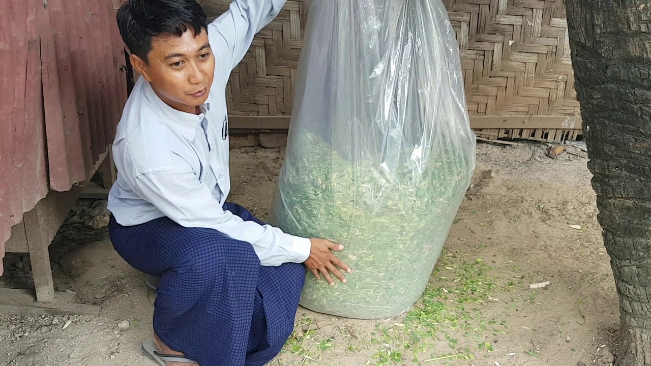 Small scale silage making - YouTube