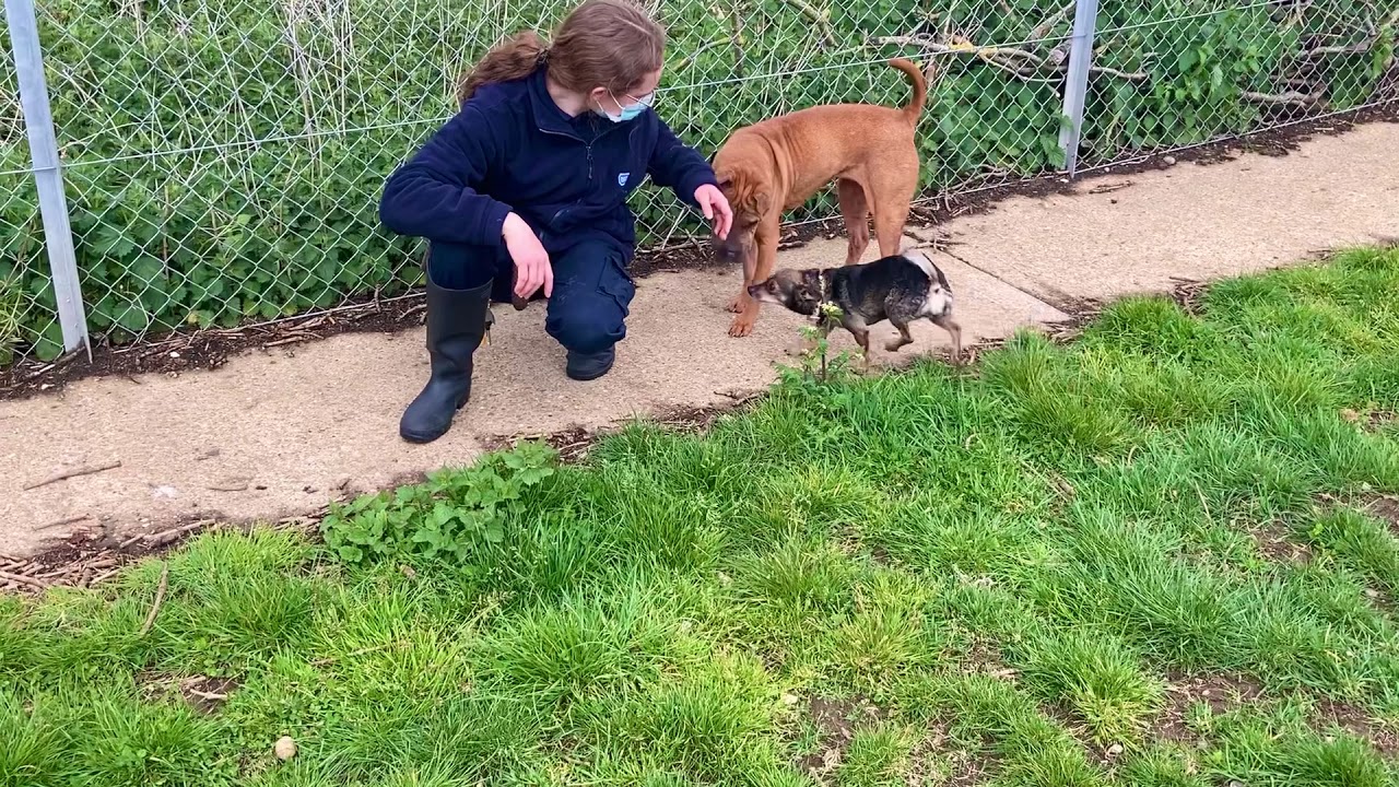 holly and pip the dogs - YouTube