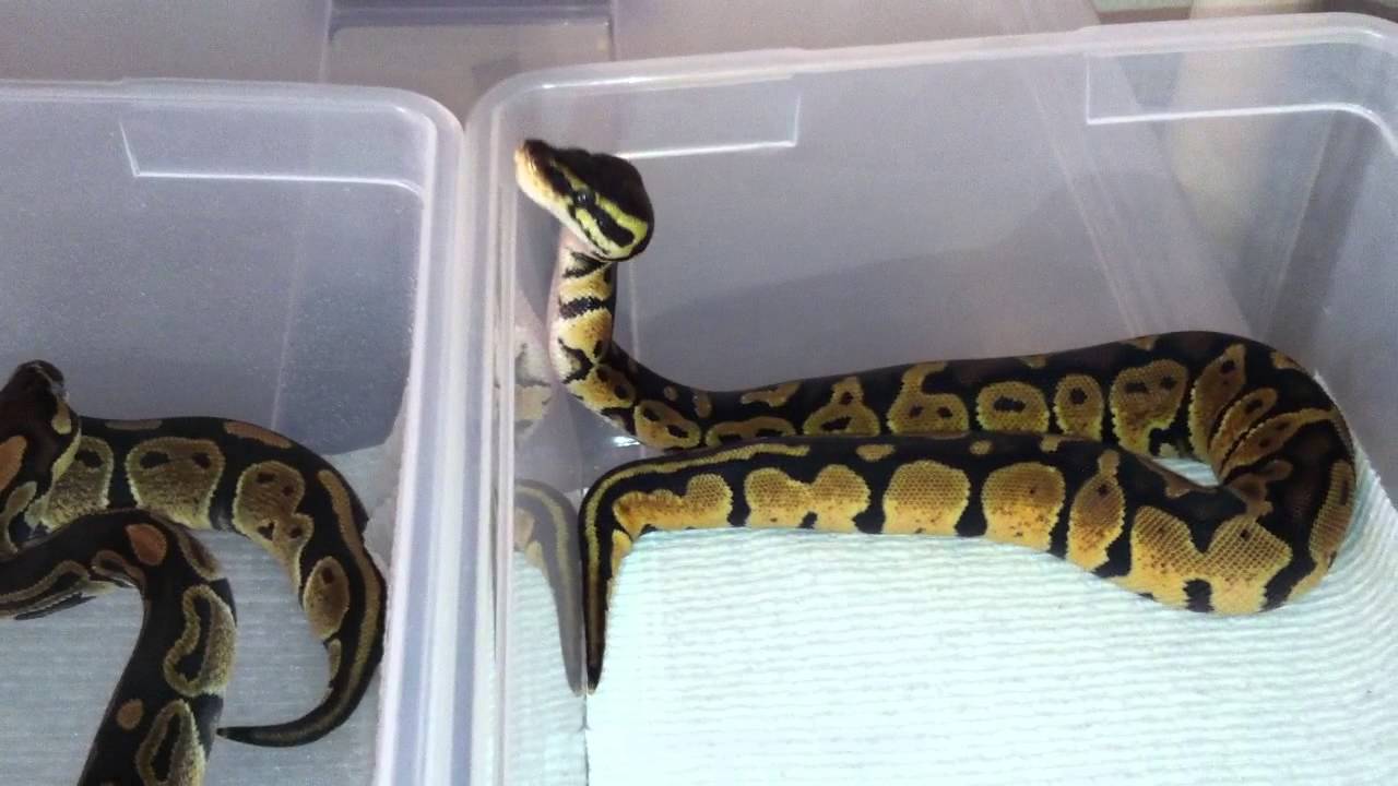Ball Python Update! (Sub Saharan and Lemon Pastel!) - YouTube