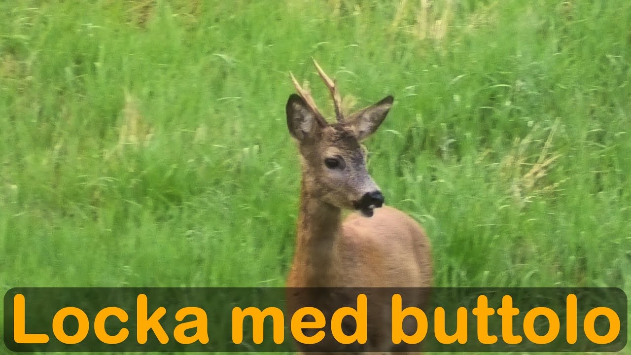 Locka bock med buttolo 2021 / Call for buck with buttolo - YouTube
