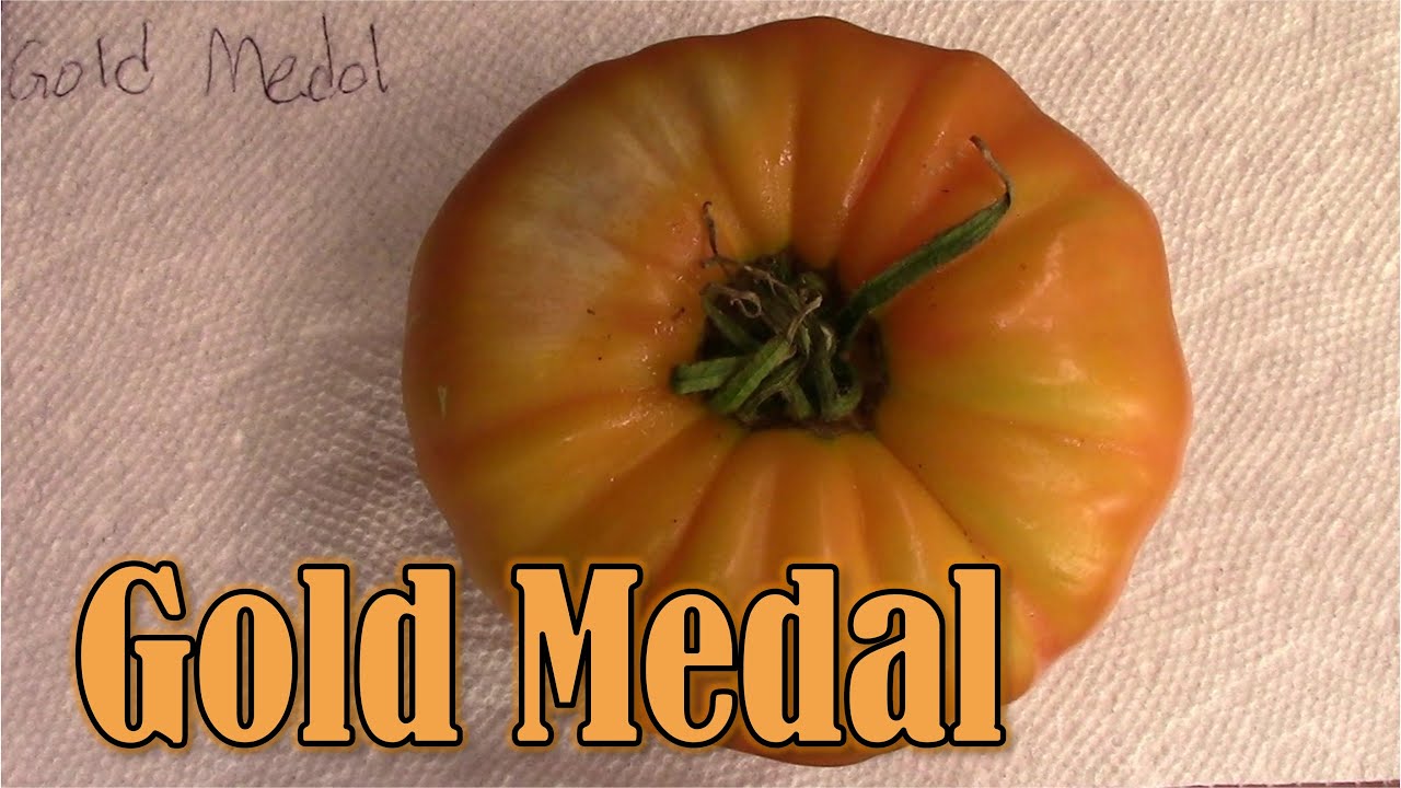 Tomato Review: Gold Medal - YouTube