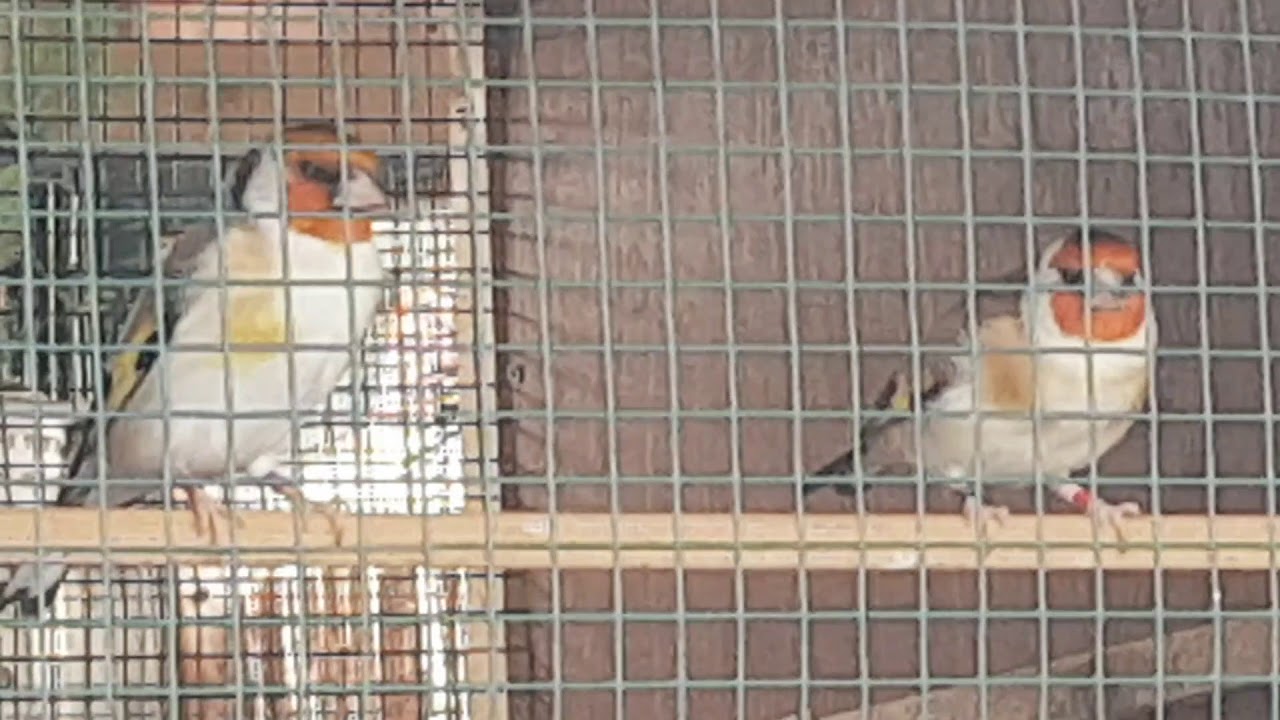 Carduelis Major-Classics - YouTube
