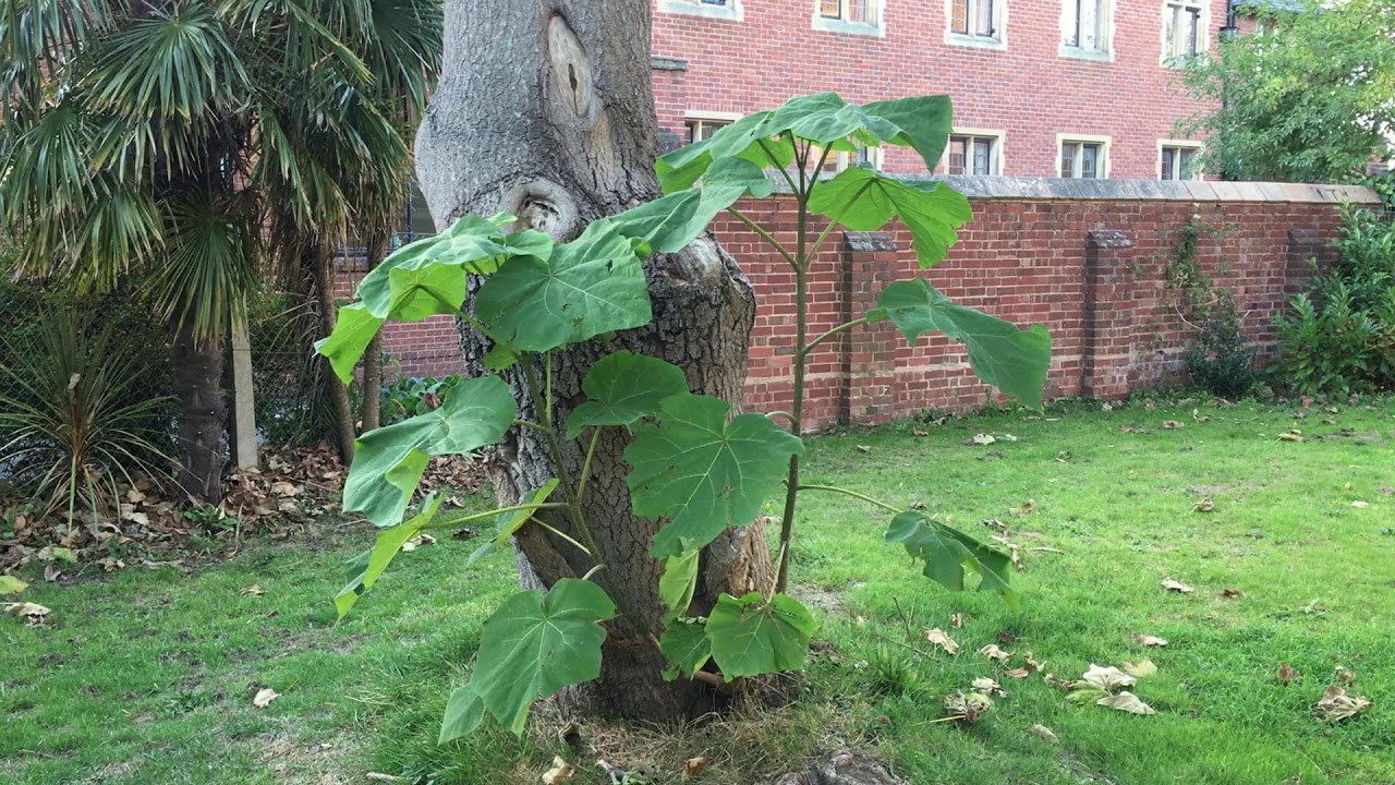 Foxglove Tree - trunk & suckers - October 2018 - YouTube