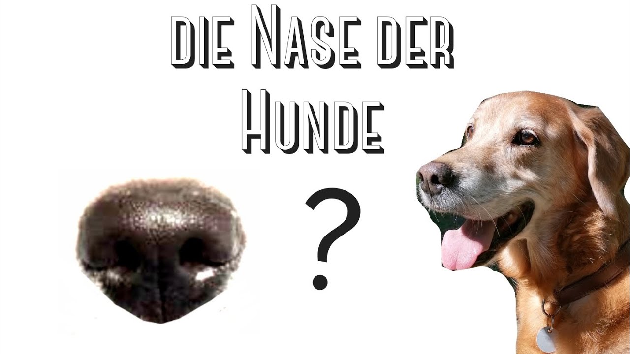 Die Nase der Hunde - YouTube