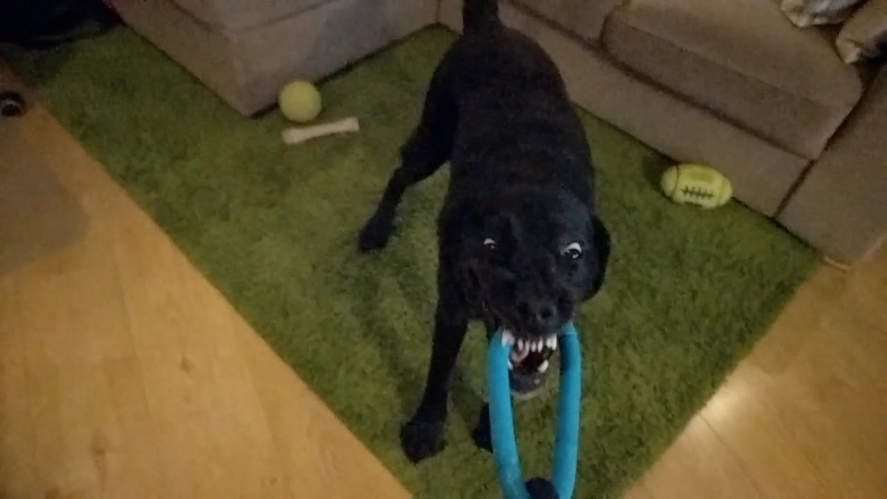 My black labrador is a devil dog - YouTube