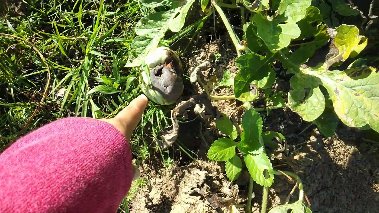HARVESTING "watermelon"PAKWAN ||REAL LIFE IN THE PHILIPPINES - YouTube