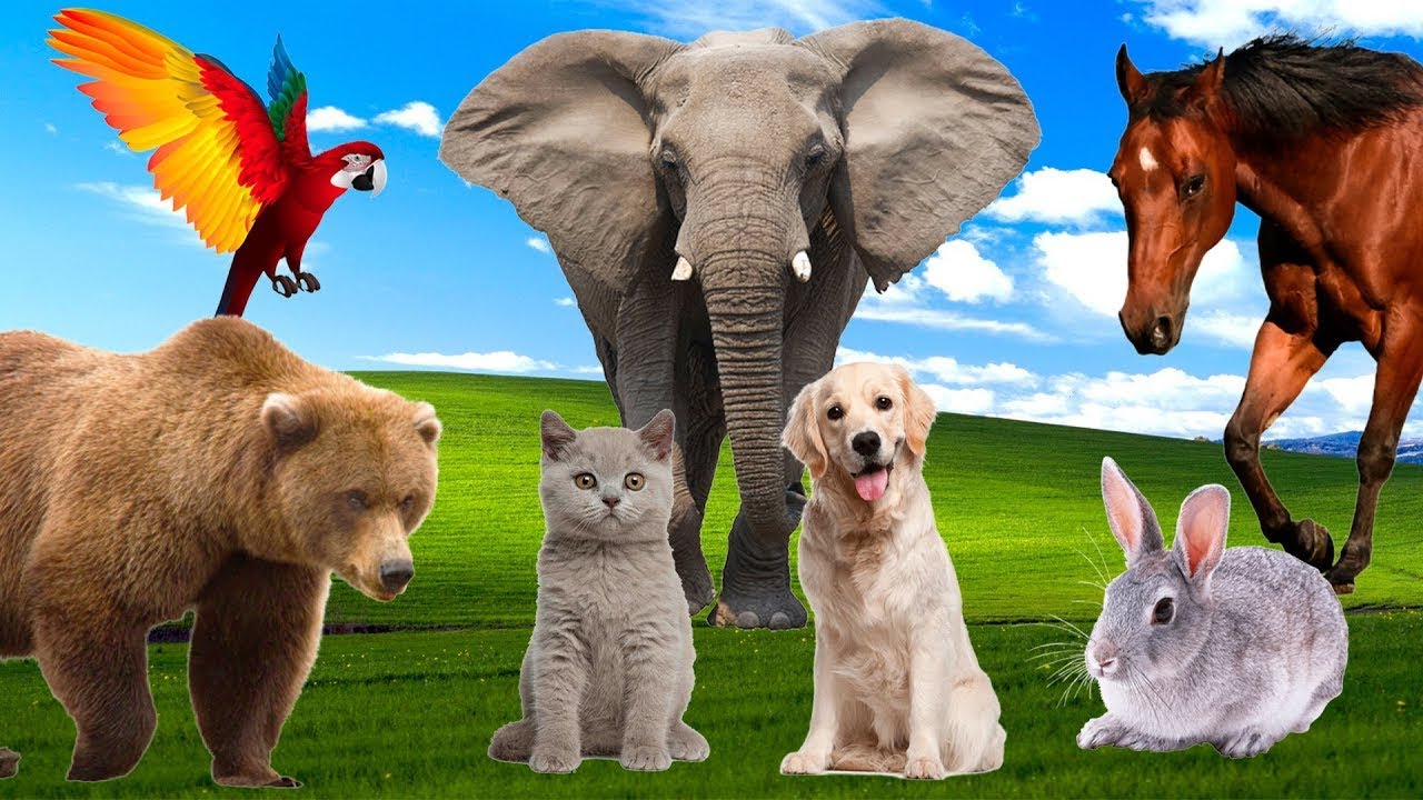 CUTE LITTLE ANIMALS - CHICKEN, ELEPHANT, CAT, DUCK, DOG, RABBIT ...