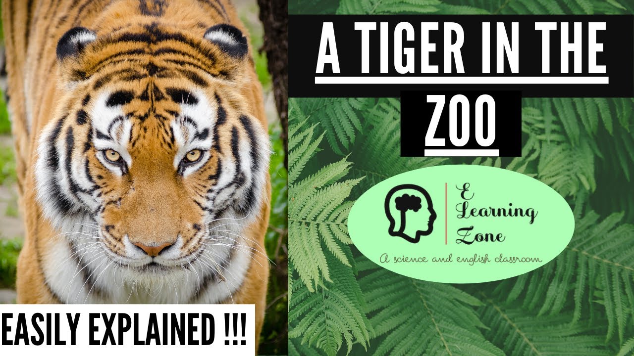 A TIGER IN THE ZOO II Class 10 II CBSE NCERT Poem 3 EXPLANATION WORD a-tiger-in-the-zoo-ii-class-10-ii-cbse-ncert-poem-3-explanation-word