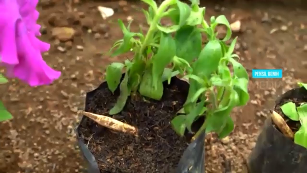 Pensil Benih! Tanam Di Tanah Eh Tumbuh Bunga | SI UNYIL (31/05/21 ...