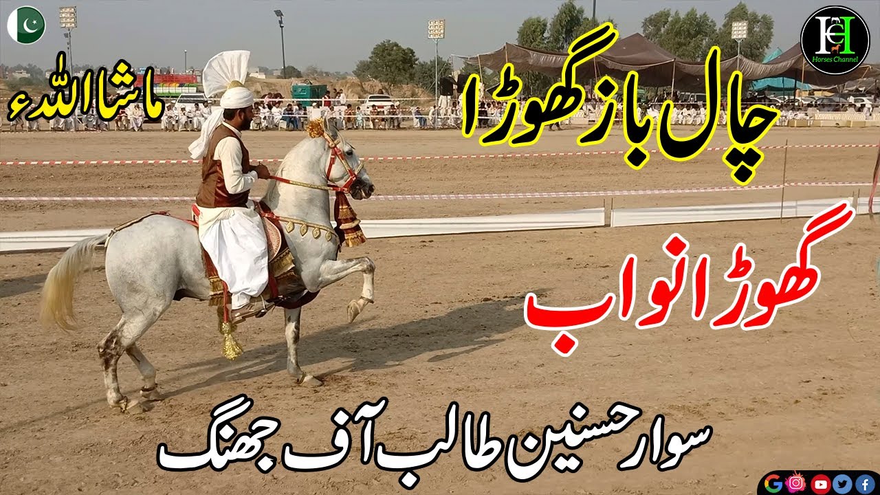 Chal baz Stallion I Nawab I Sawa Ghora I Jhung I Wah Ghora I Stud I ...