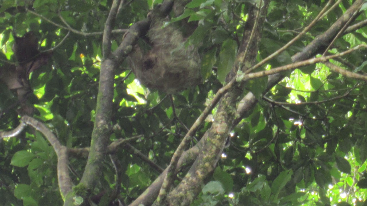 Picture Collage! (Costa Rica) - YouTube