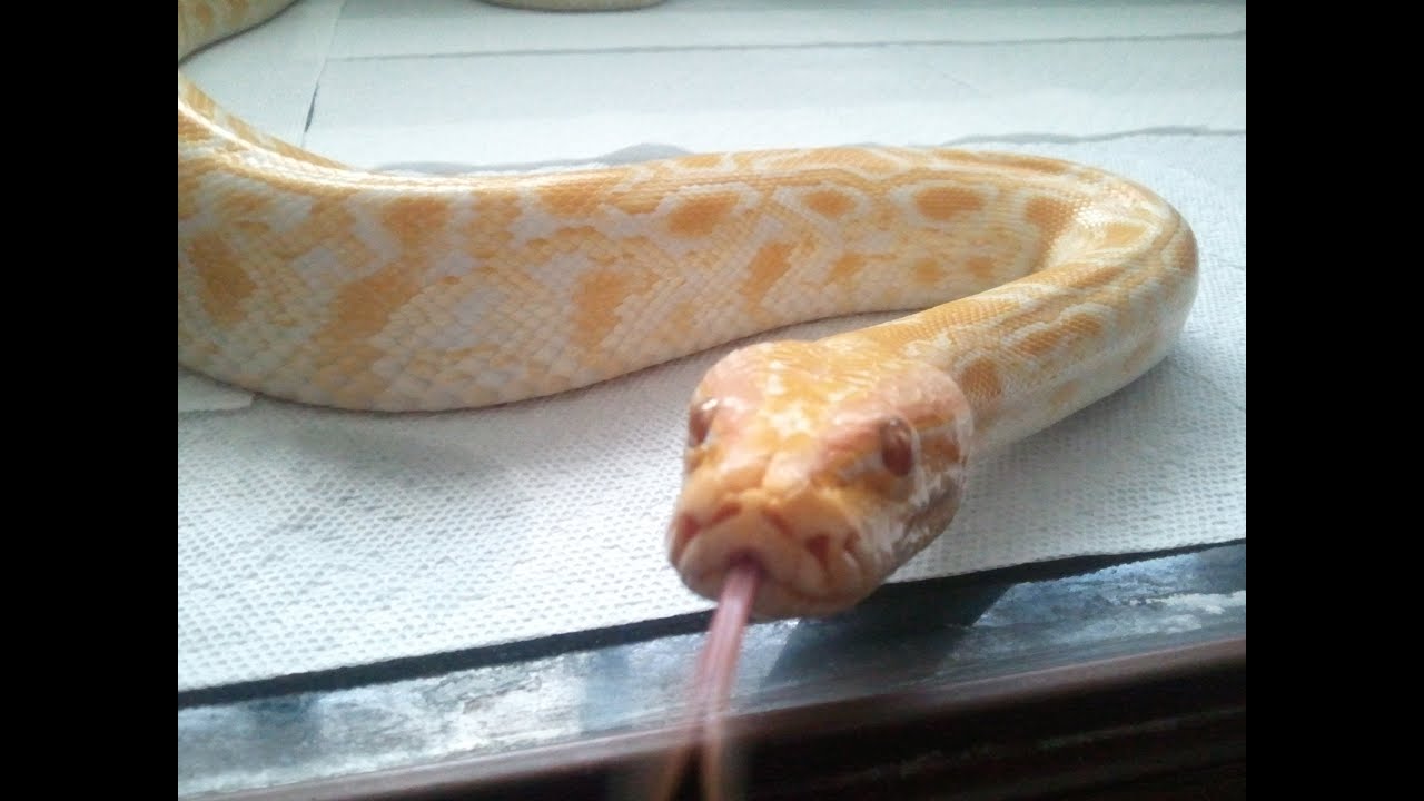 Labyrinth Albino Burmese Python (handling and feeding) - YouTube