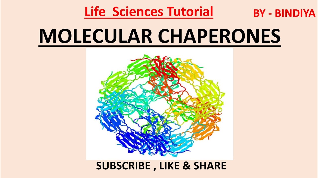 Molecular Chaperones #LifeSciencesTutorial - YouTube