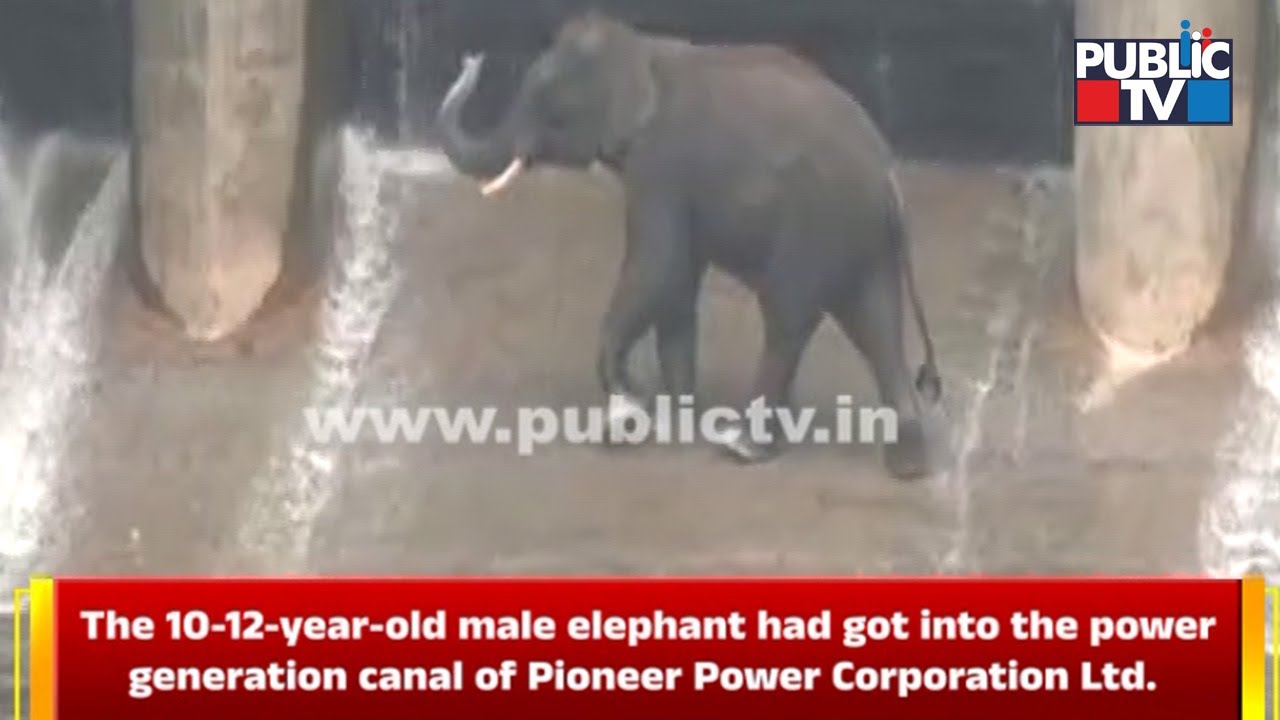 Sub-adult elephant trapped in canal rescued | Elephant Rescue Operation ...