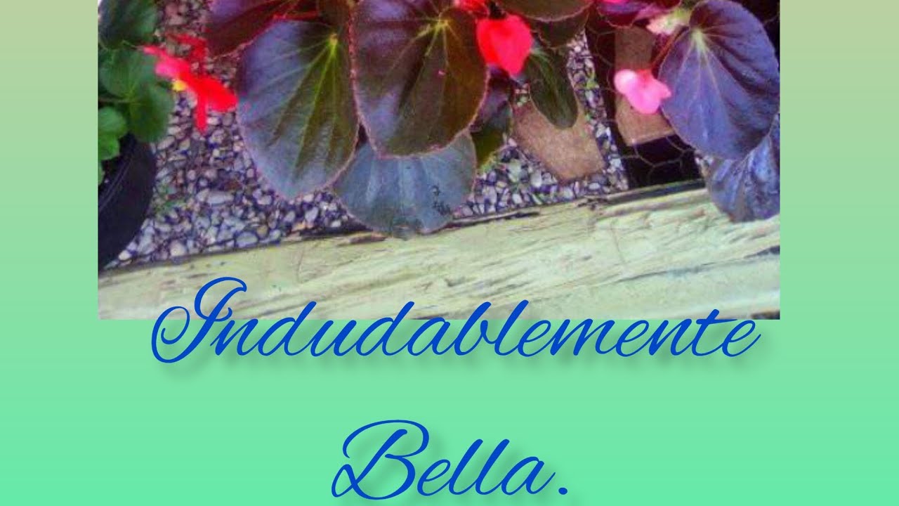 Indudablemente Bella - YouTube