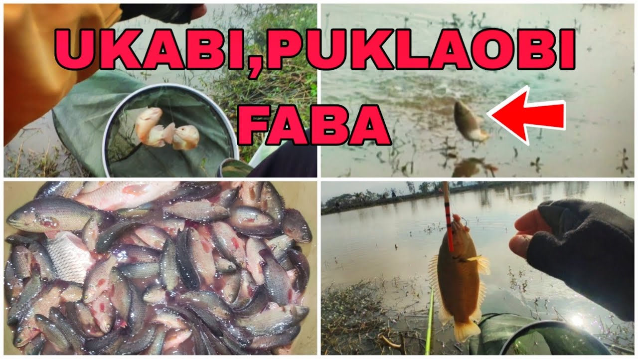 ukabi faba | khoi thaba | climbing perch |anabas | khoi mela | fishing ...