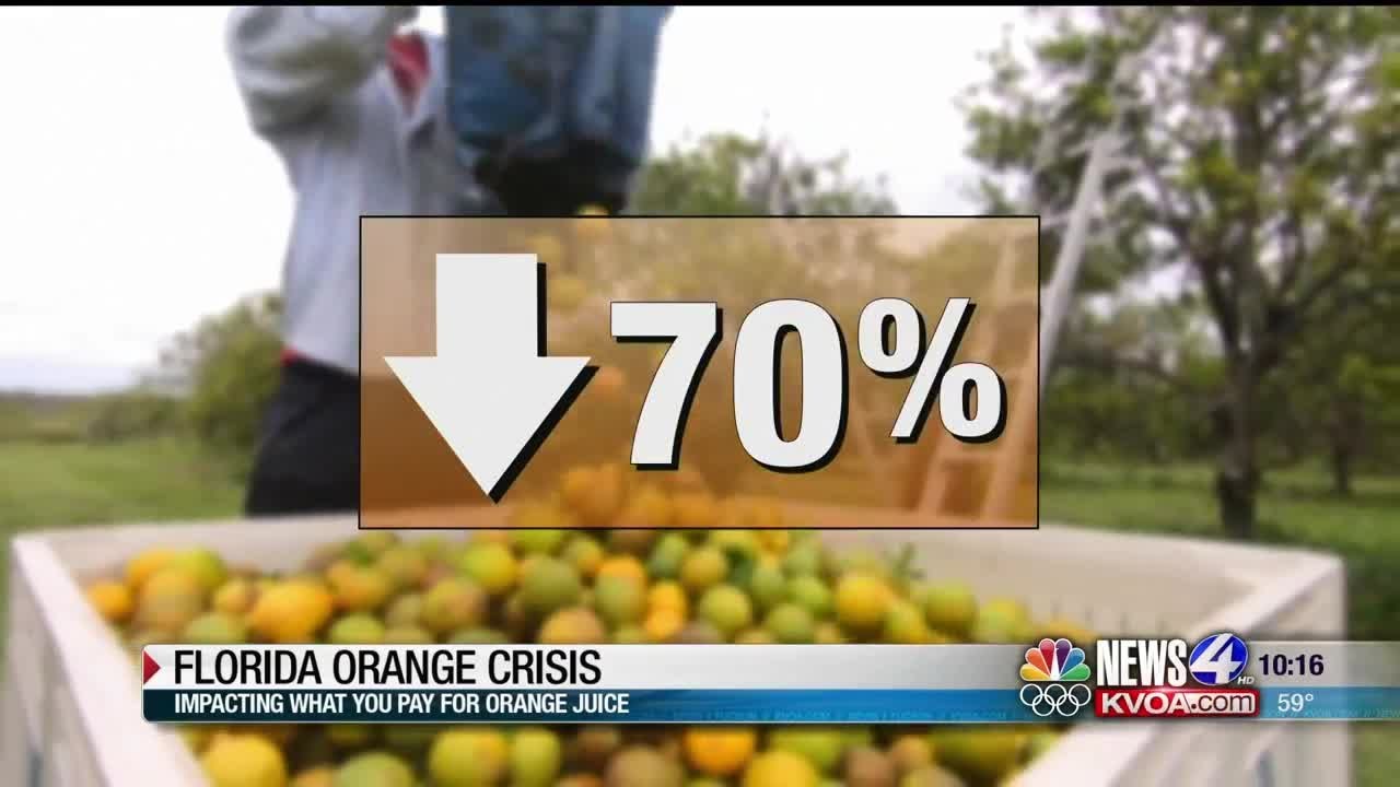 Florida suffering orange crop crisis - YouTube