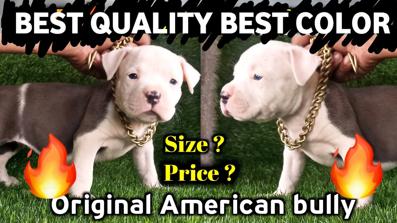 Original American bully | Show quality bully for sale | #bully # ...