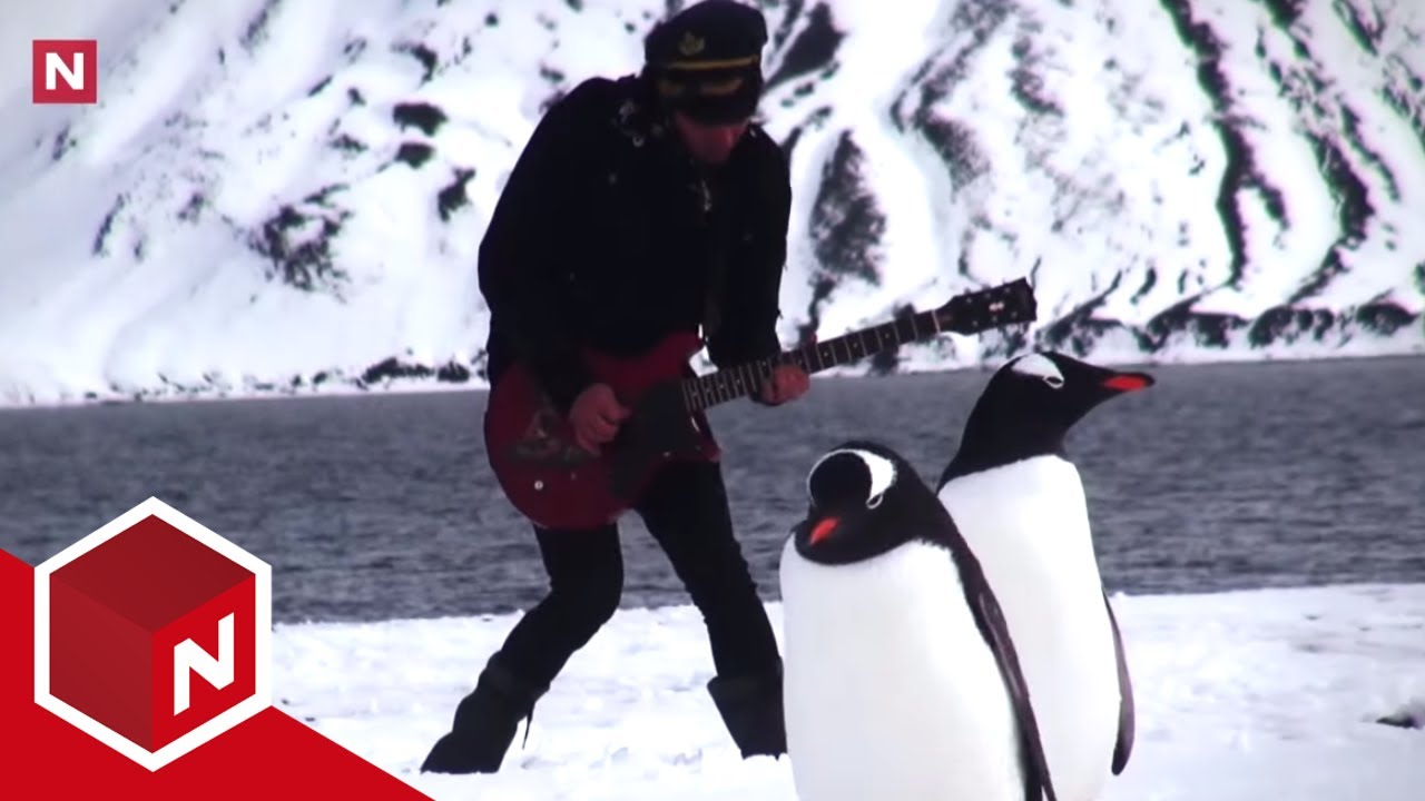 Penguin Song Music Video (English) | discovery+ Norge - YouTube