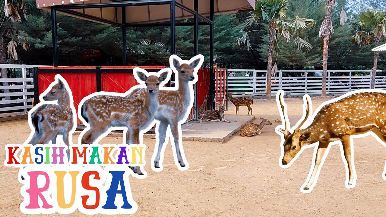 Kasih Makan Rusa di Mini Zoo Romokalisari Surabaya | Kals World - YouTube