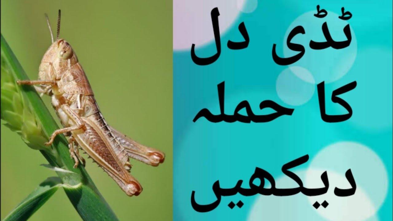 Locust heart attack in the desert area. - YouTube