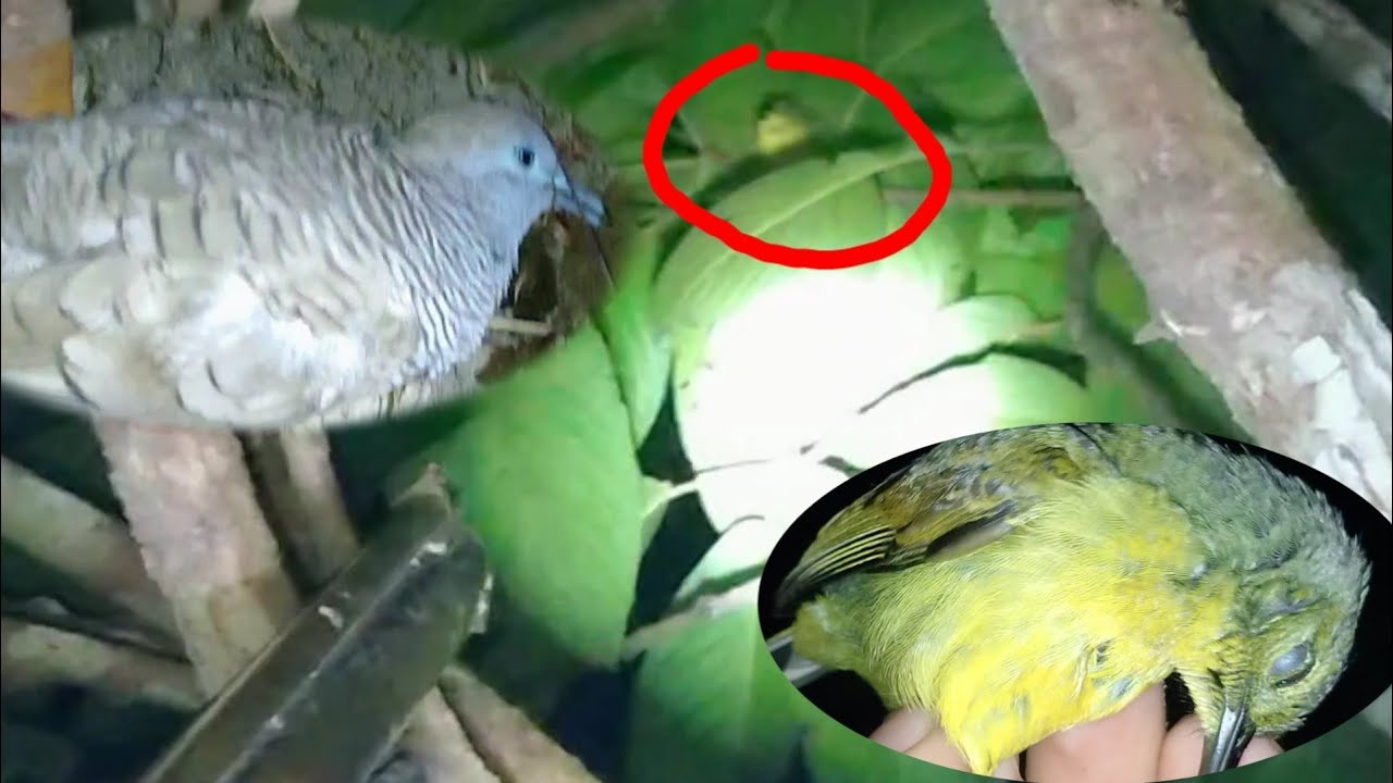 Nembak Burung Di Malam Hari - YouTube