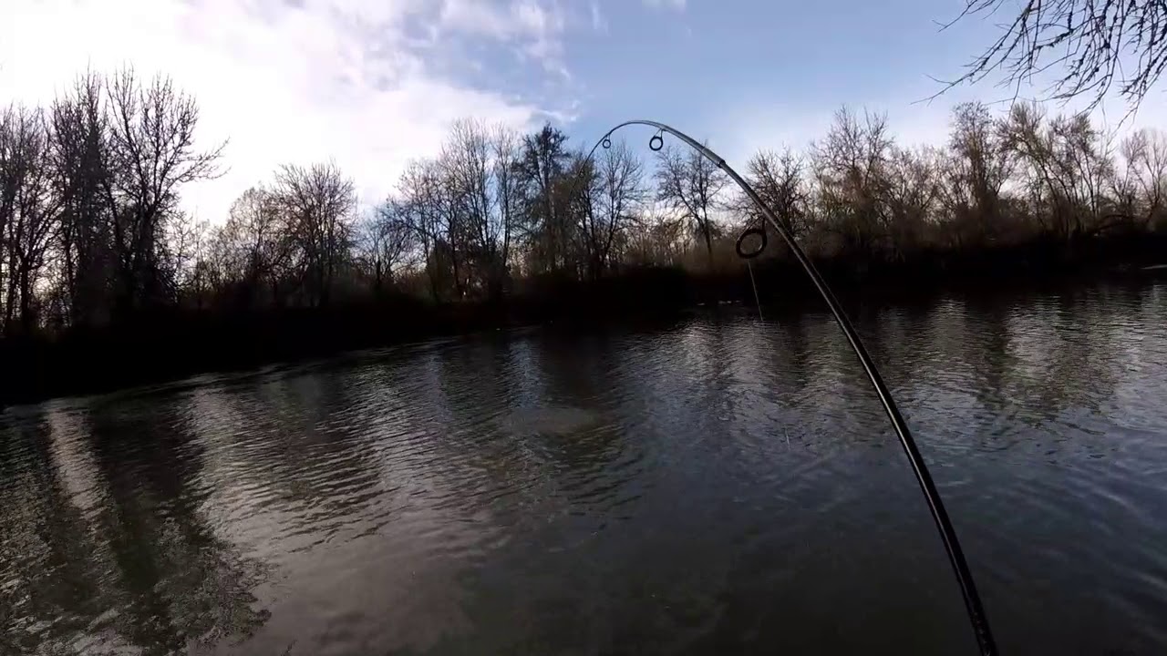 Pikeminnow out of the Calapooia river! - YouTube