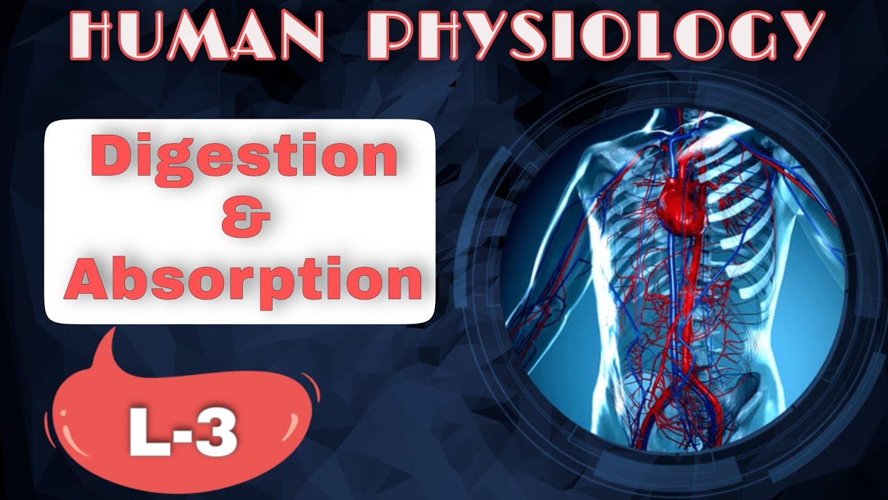 NCERT Crash Course | Digestion and Absorption | Module-3| NEET 2022 ...