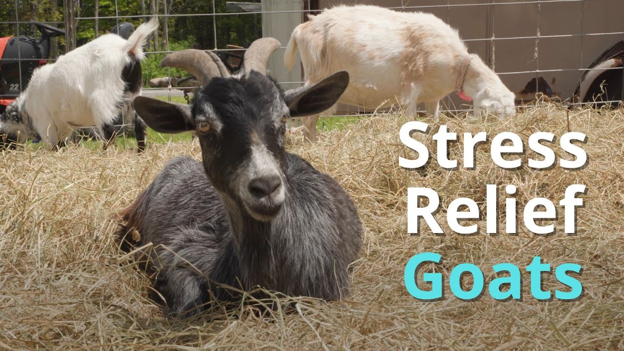 Cuddle Goats for Stress Relief at Rowandale Therapy Goats - YouTube