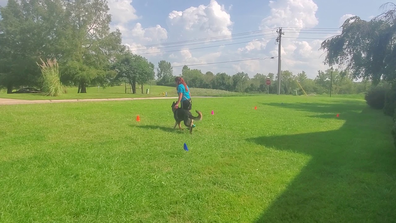 Rally Obedience - YouTube