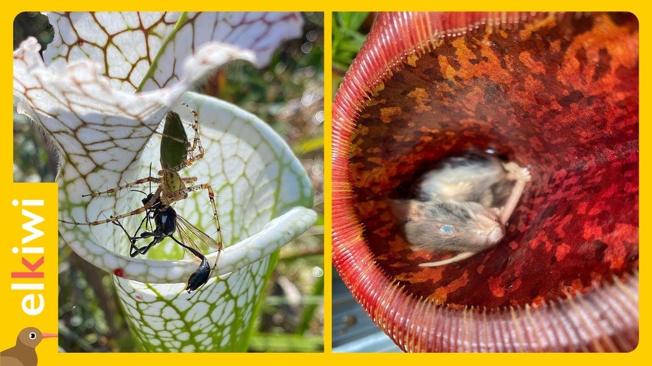 Planta carnívora devora ratones enteros y así quedan por dentro - YouTube