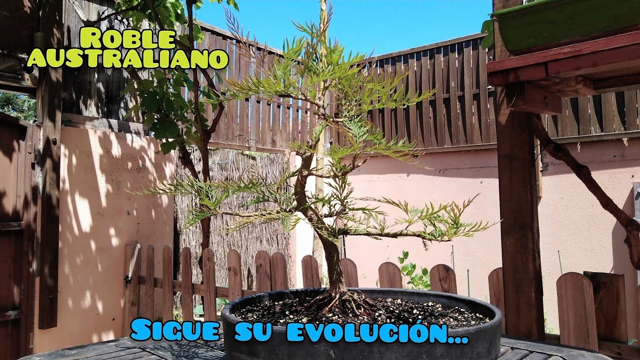 Grevillea robusta bonsai. Roble australiano (abril 2021) - YouTube