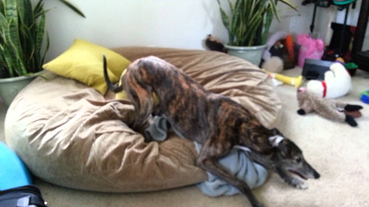 Crazy Greyhound Playing - YouTube