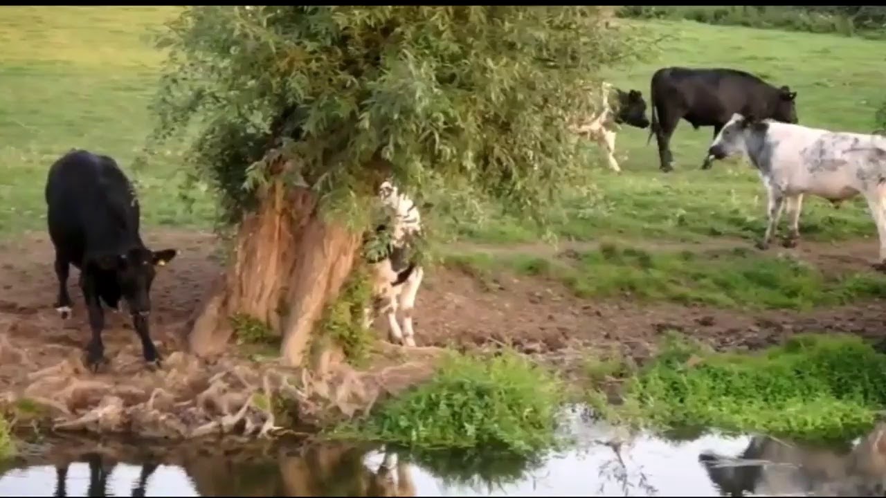 Frolics in the Fields and Tranquility on the Water - YouTube