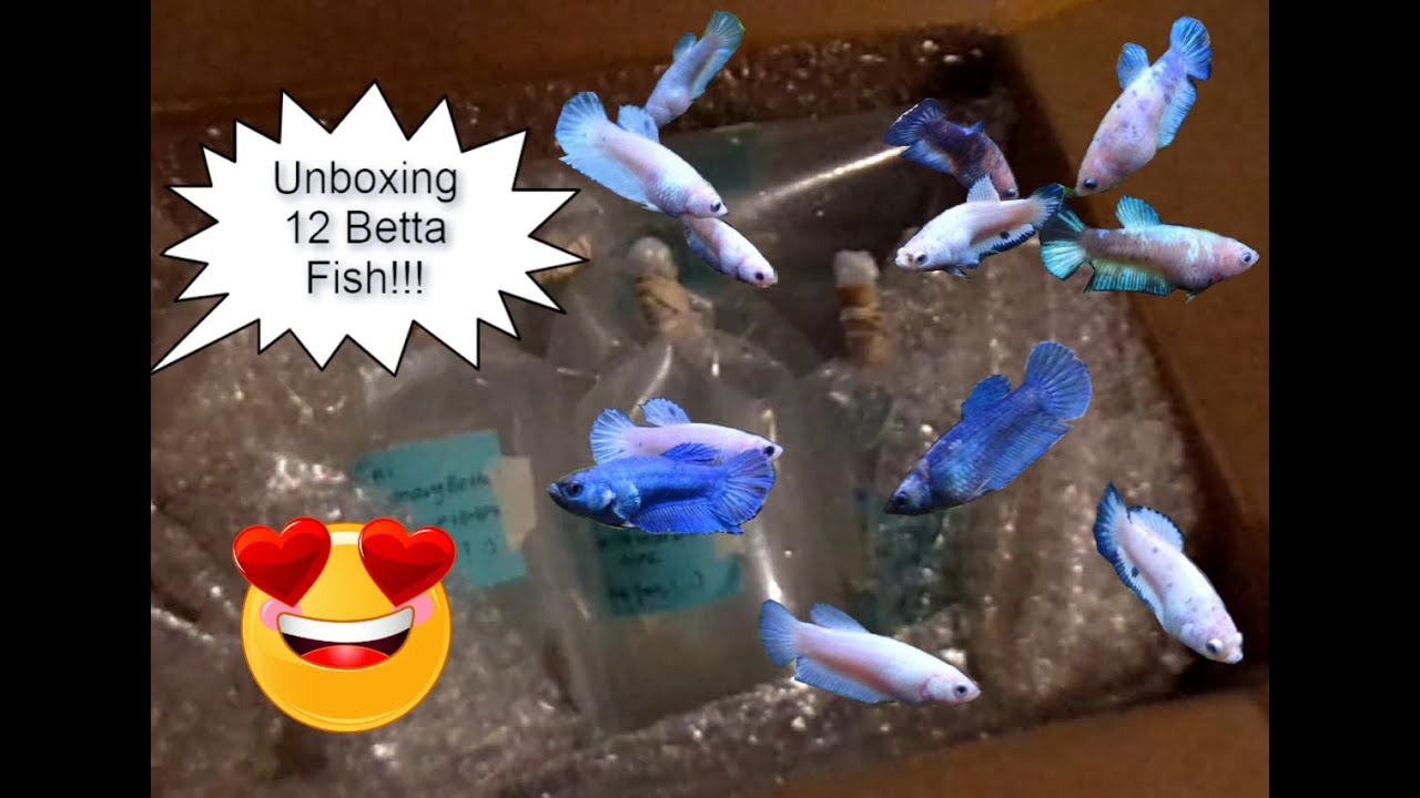 Blue Marble Betta Fish Unboxing March 2021 - YouTube