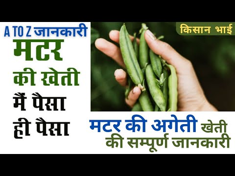 matar ki kheti ll अगेती मटर की खेती - YouTube