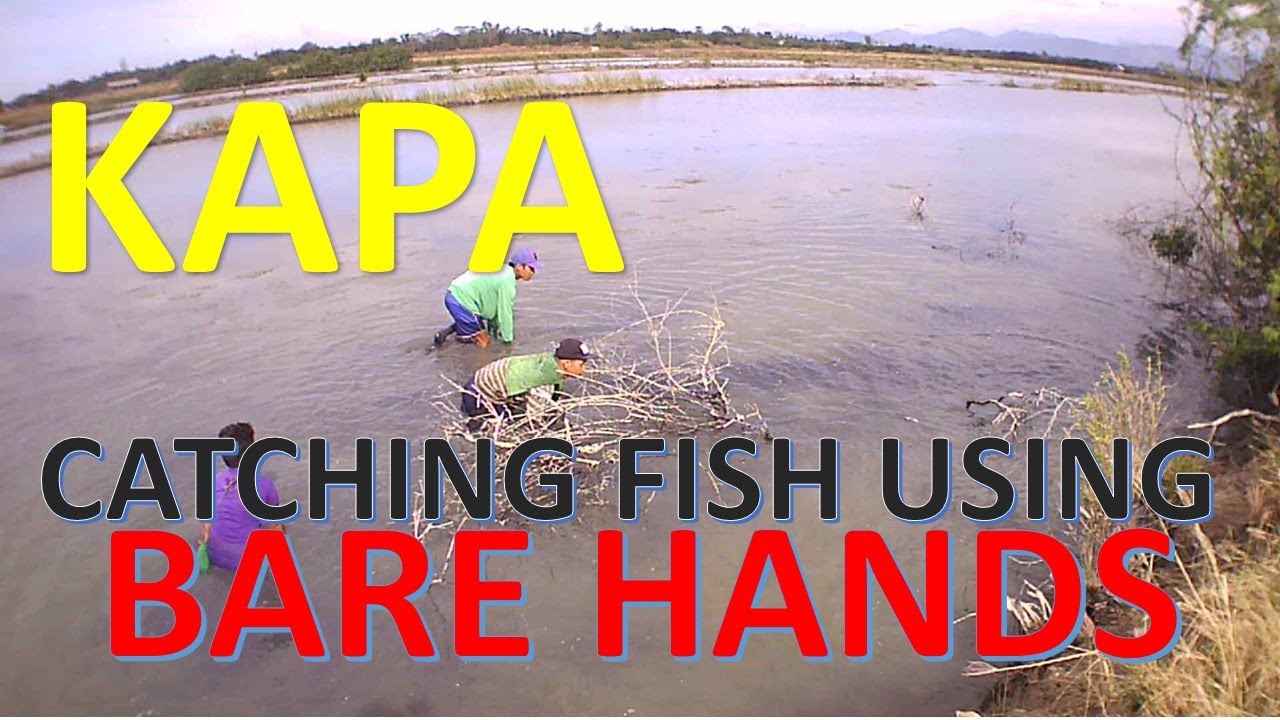 KAPA - TRADITIONAL FISHING IN THE PHILIPPINES USING BARE HANDS. - YouTube