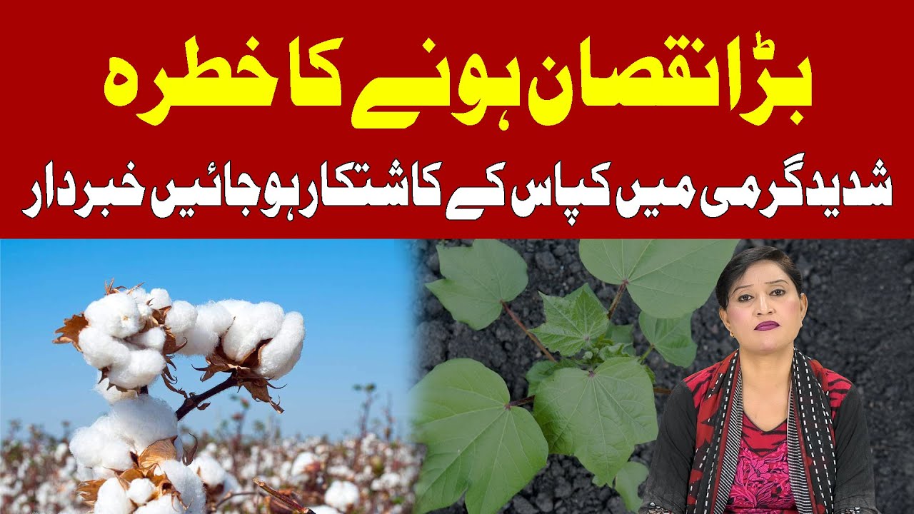 Cotton Cultivation in summers | Cotton Farming in Pakistan | Best Way ...