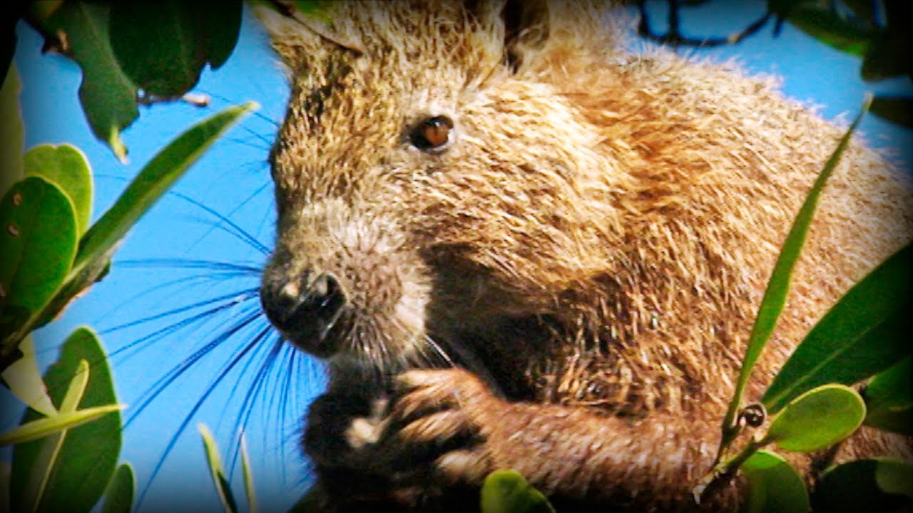 ¿Qué es una Jutía? / What is a Hutia? - YouTube