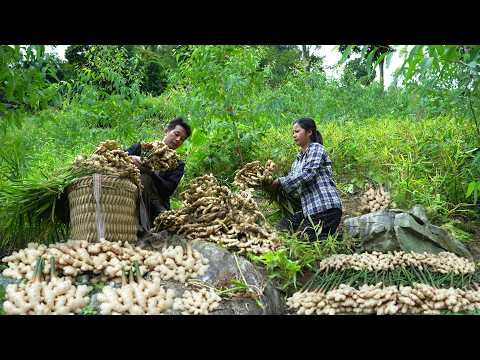 Living in the forest: Nam and Sa harvest ginger and process it using traditional methods.