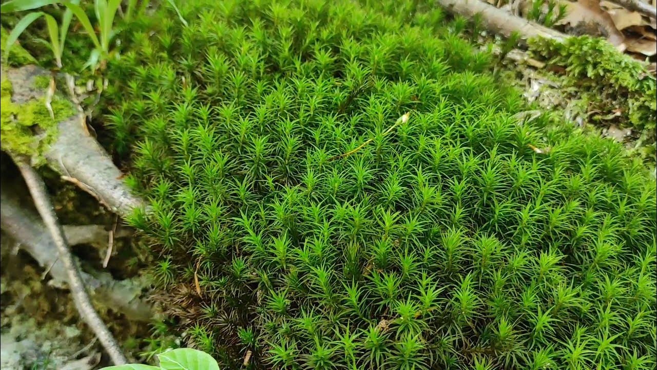 Plantago Subulata/Trputac - YouTube