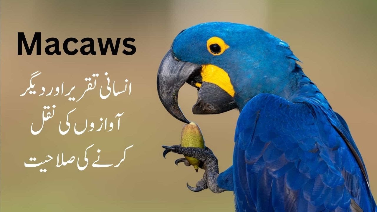 Macaws are highly intelligent and playful creatures - YouTube